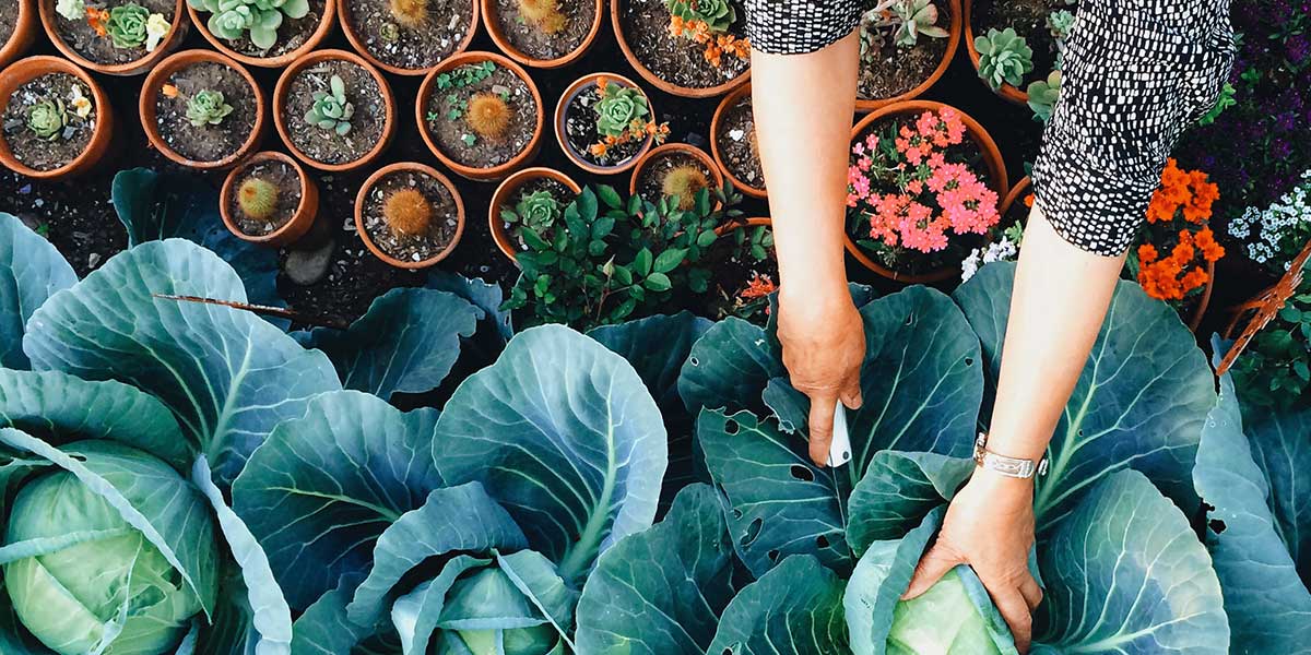 Growing Your Digital Garden with Data Management